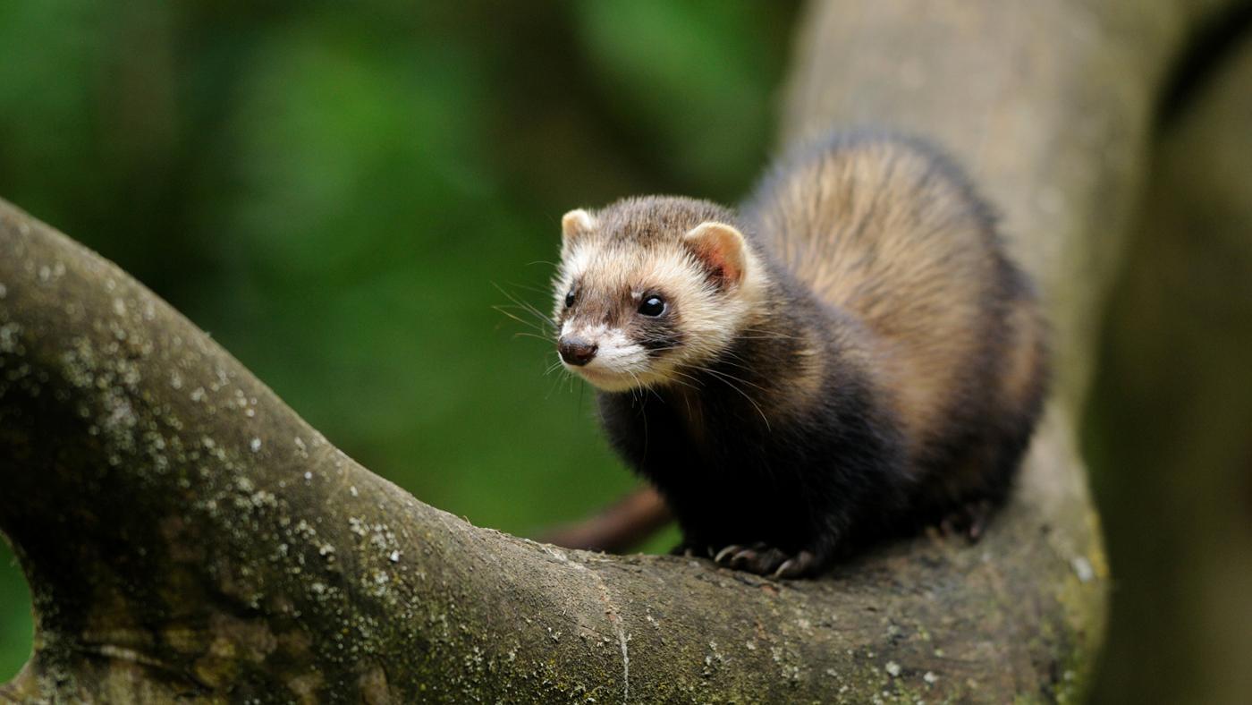 Ilder - Besøkssenter Rovdyr