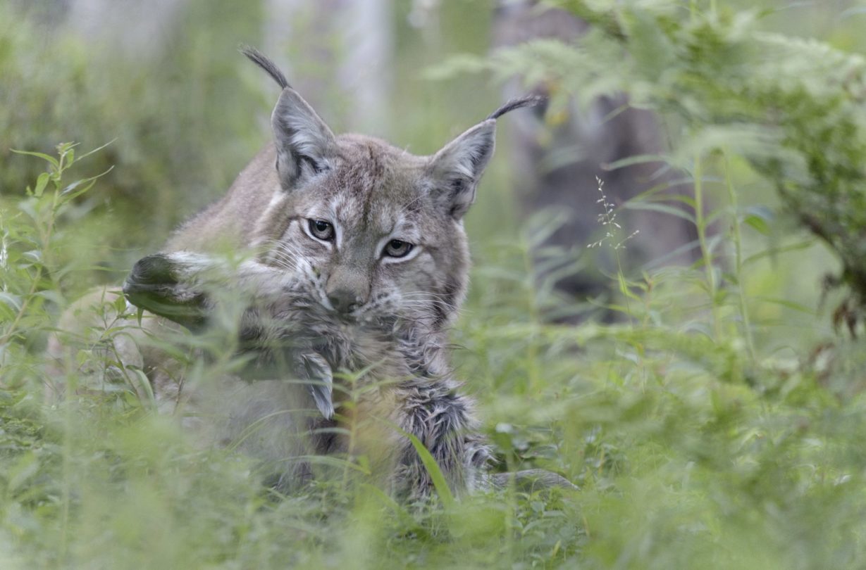 Hvor godt fungerer det egentlig for gaupa å gjemme maten sin ...