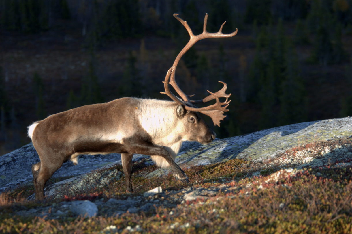 Samisk reindrift og rovdyrene - Besøkssenter rovdyr
