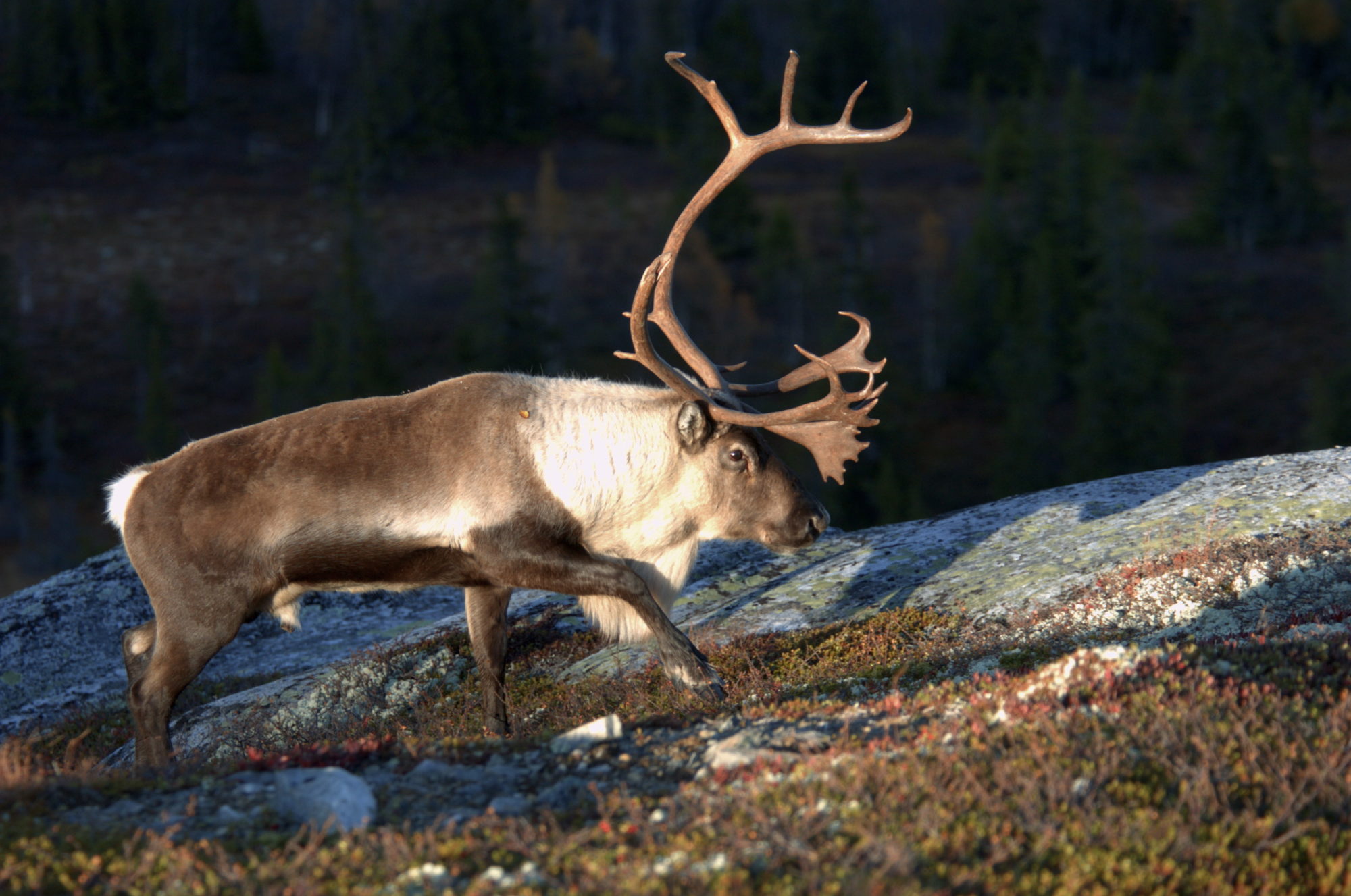 Samisk reindrift og rovdyrene - Besøkssenter rovdyr